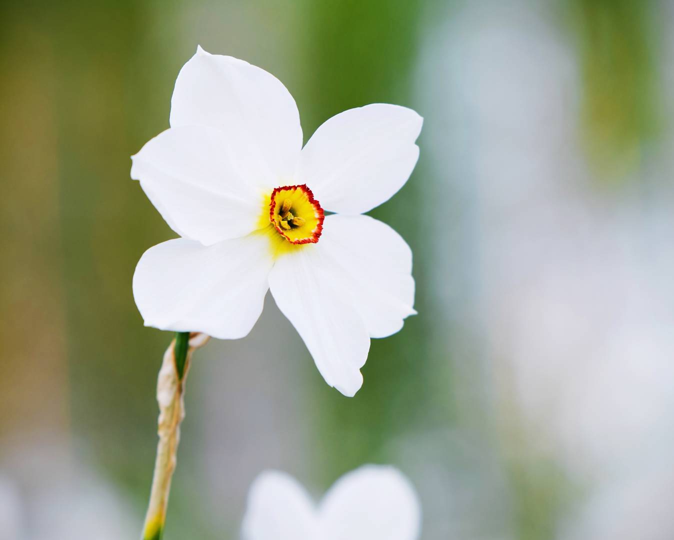 Oh!Garden - Narciss Actaea