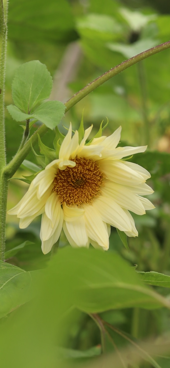 Oh!Garden - Solros White Sun