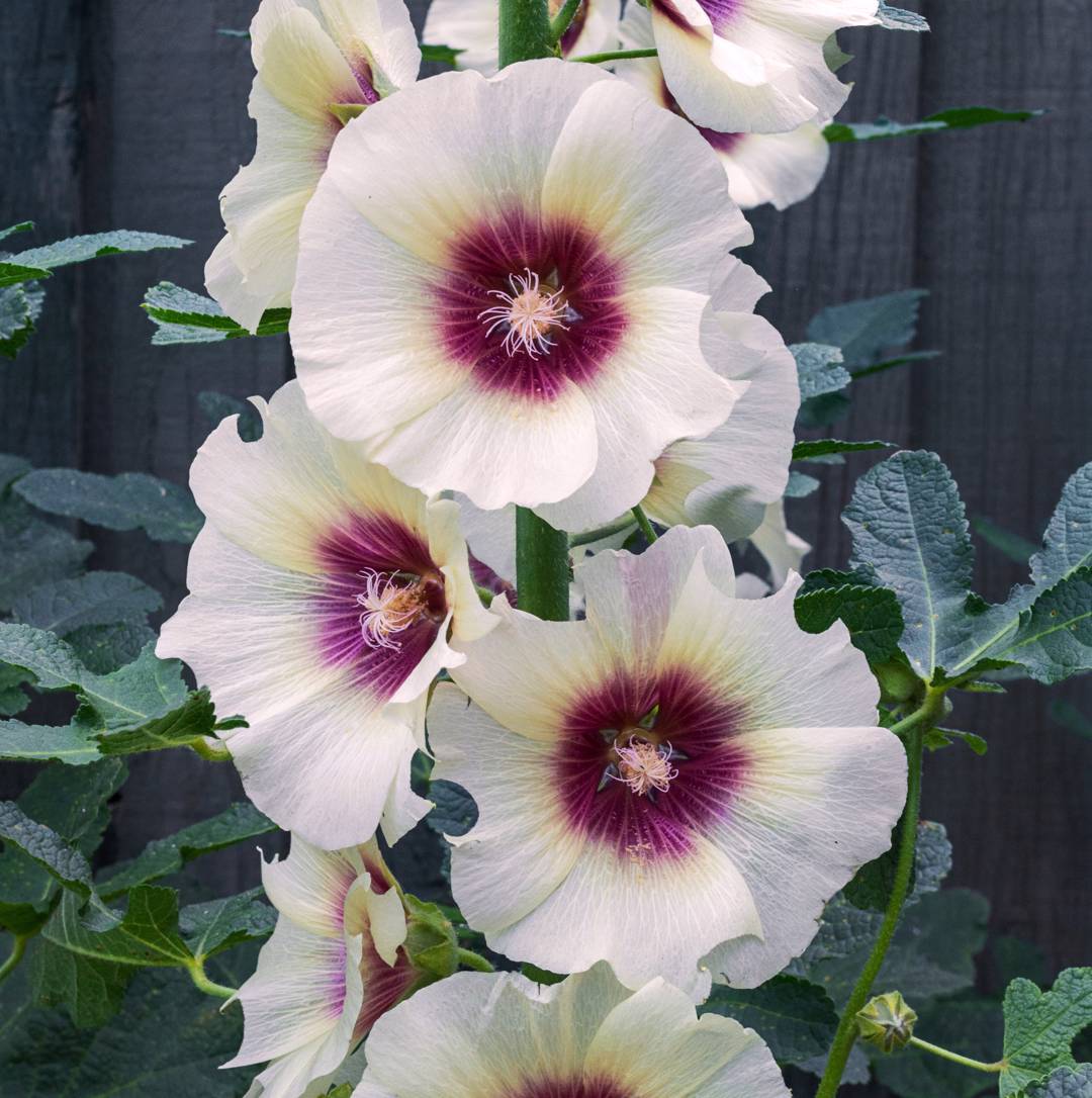 Oh!Garden - Stockros Halo Blossom