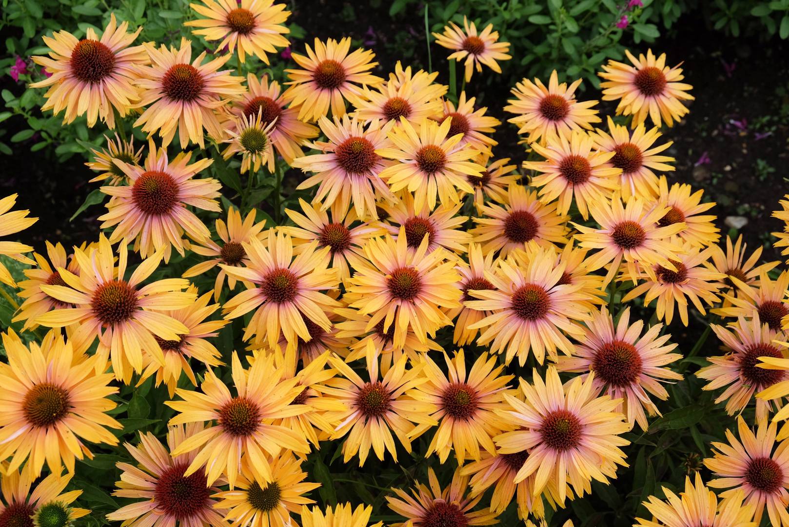 Oh!Garden - Solhatt Big Kahuna