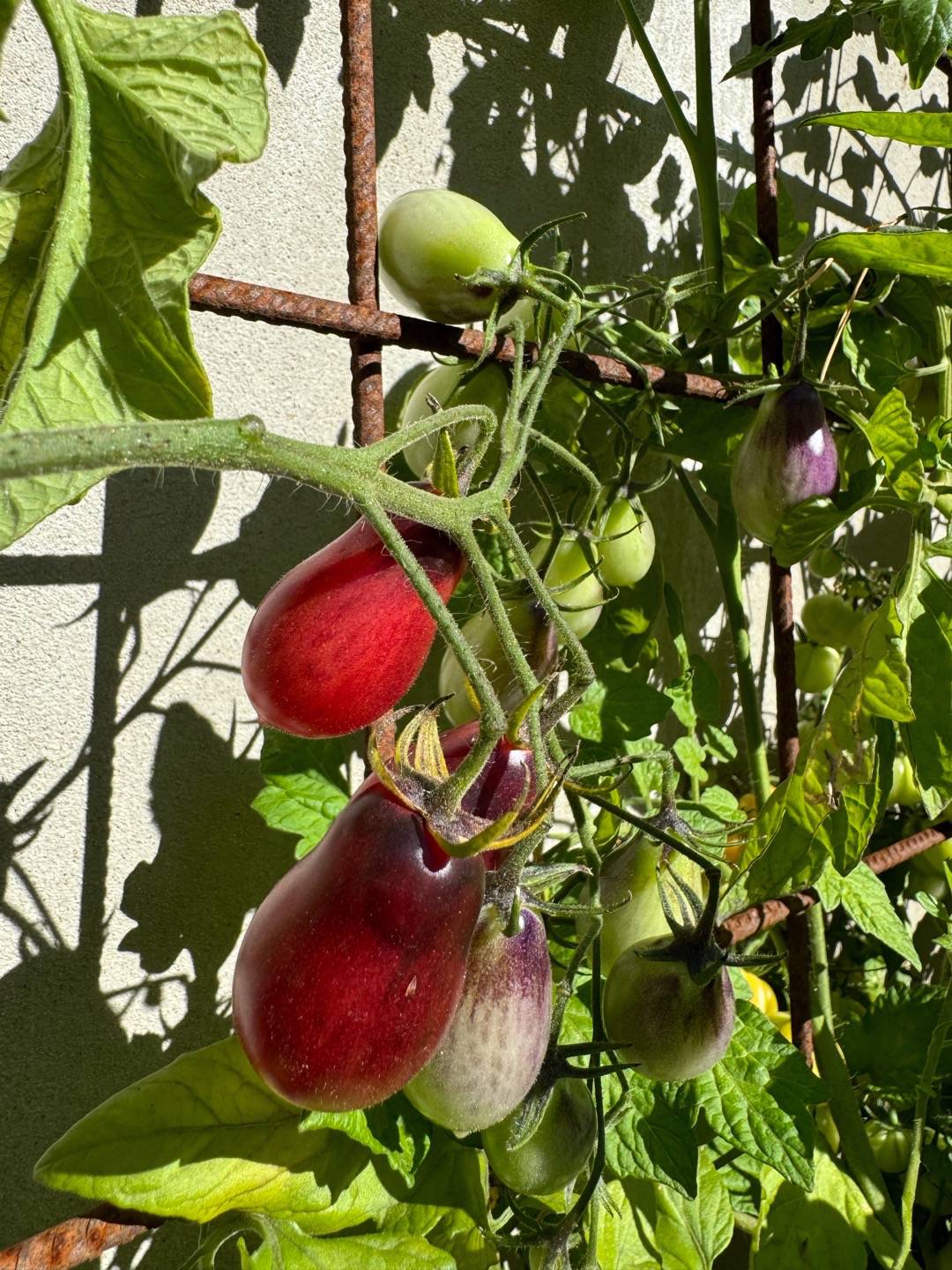 Oh!Garden - Tomat Märchenfee