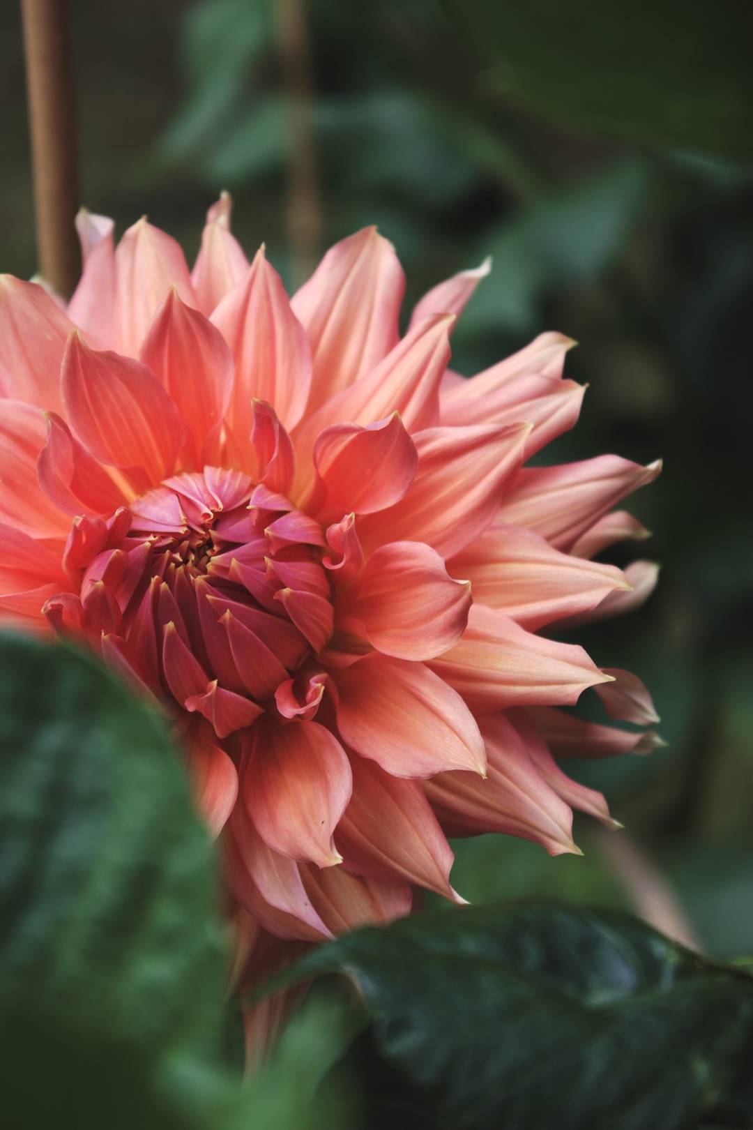 Oh!Garden - Dahlia Fairway Spur