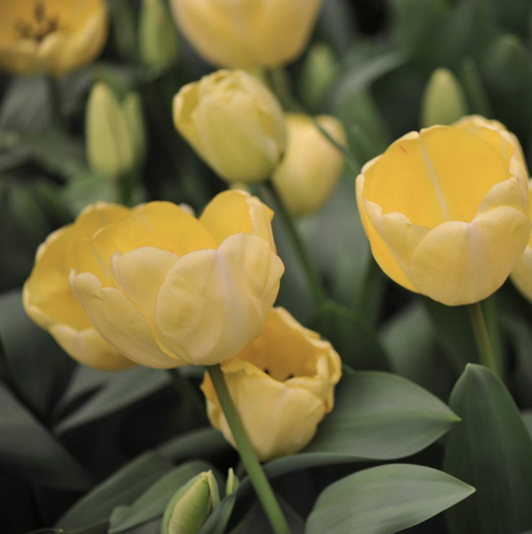 Oh!Garden - Tulpan Ivory Floradale