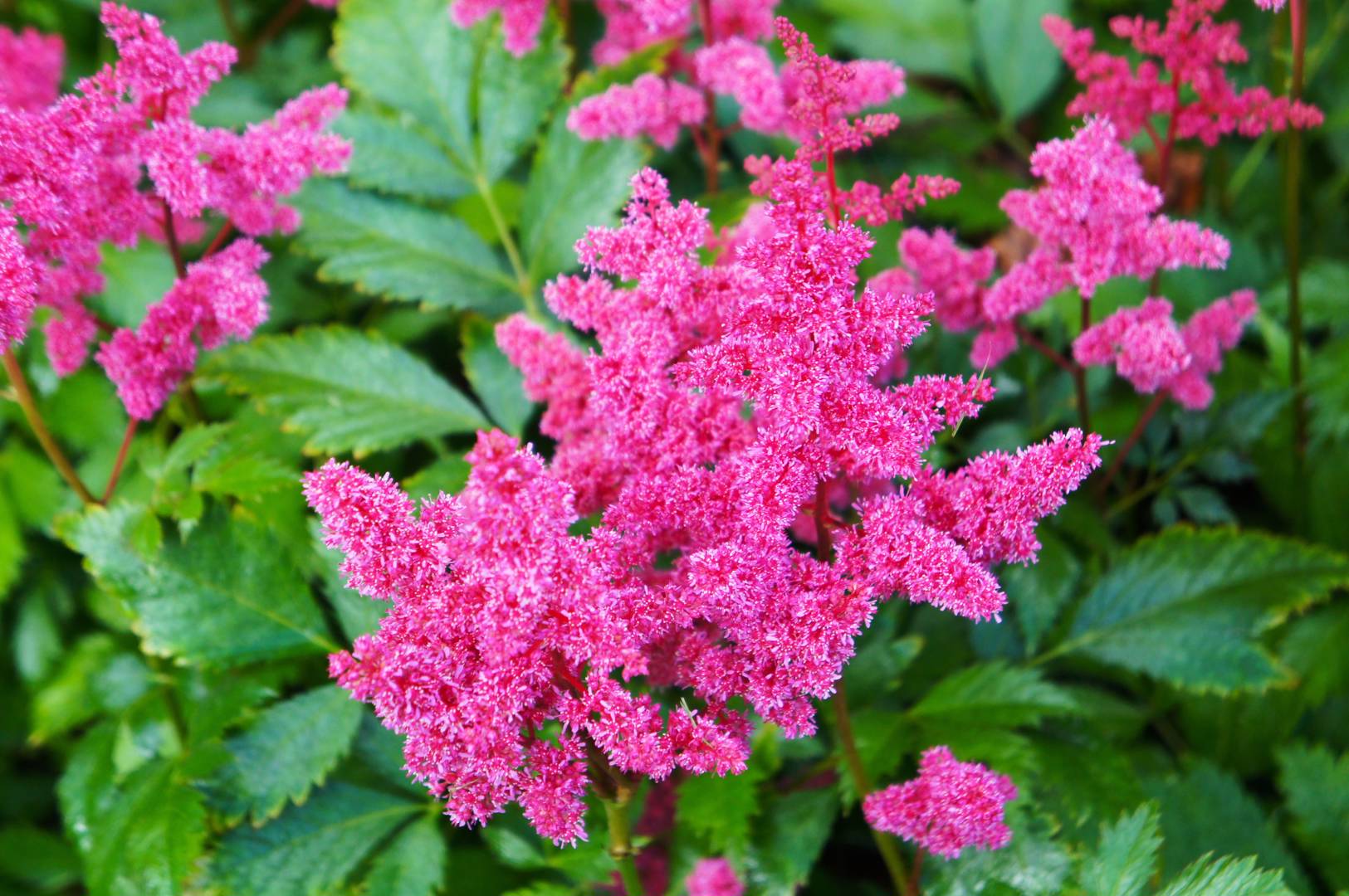 Oh!Garden - Astilbe Younique Carmine