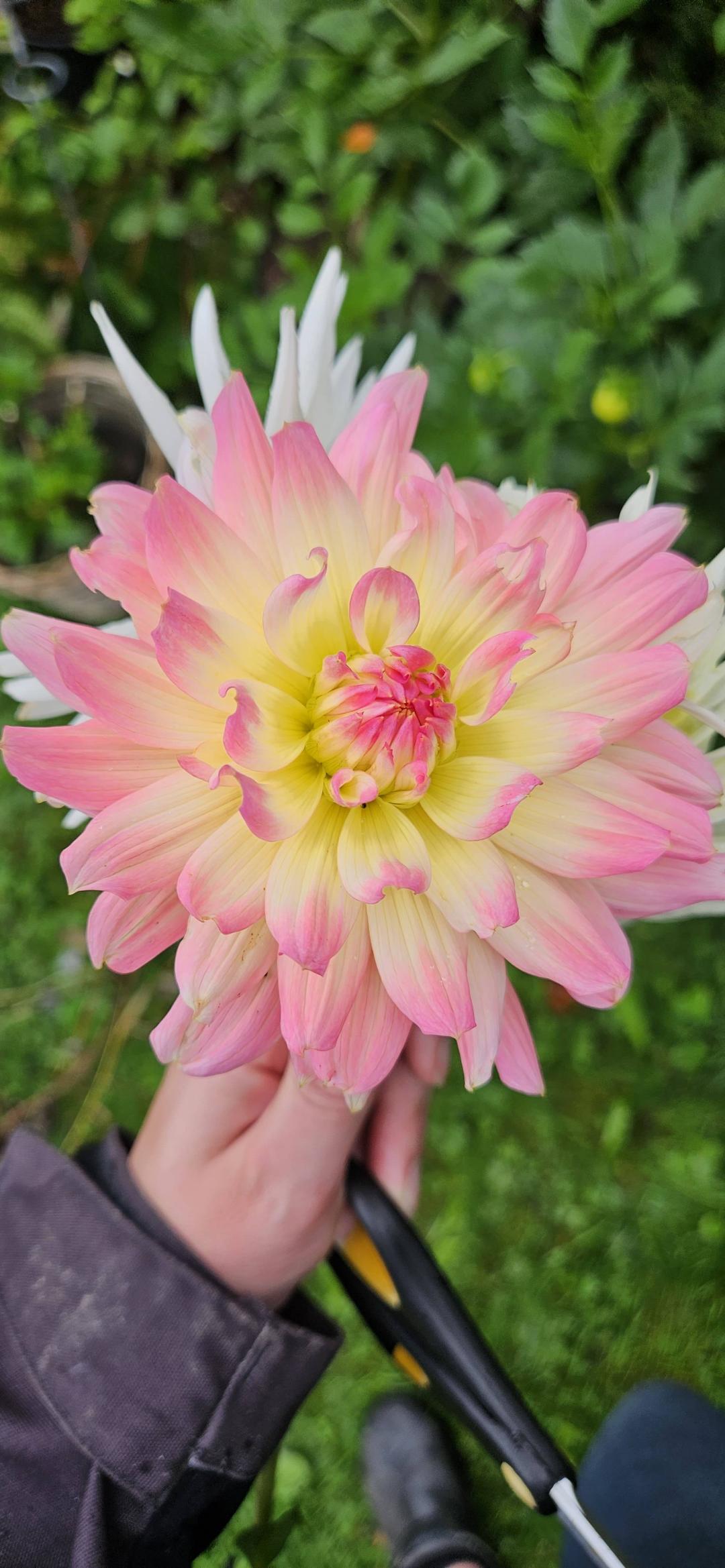 Oh!Garden - Dahlia Melody Gipsy