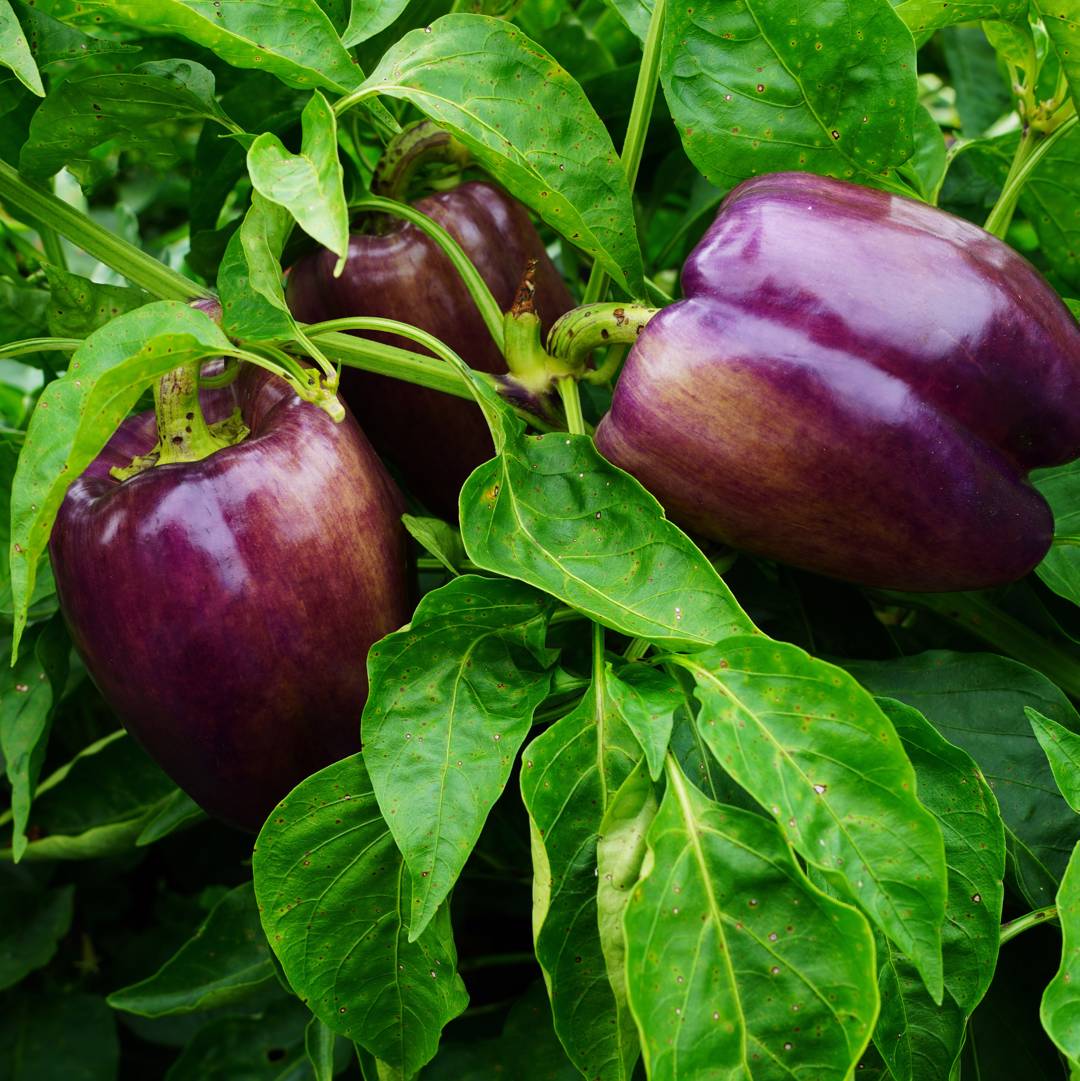 Oh!Garden - Paprika Purple Bell