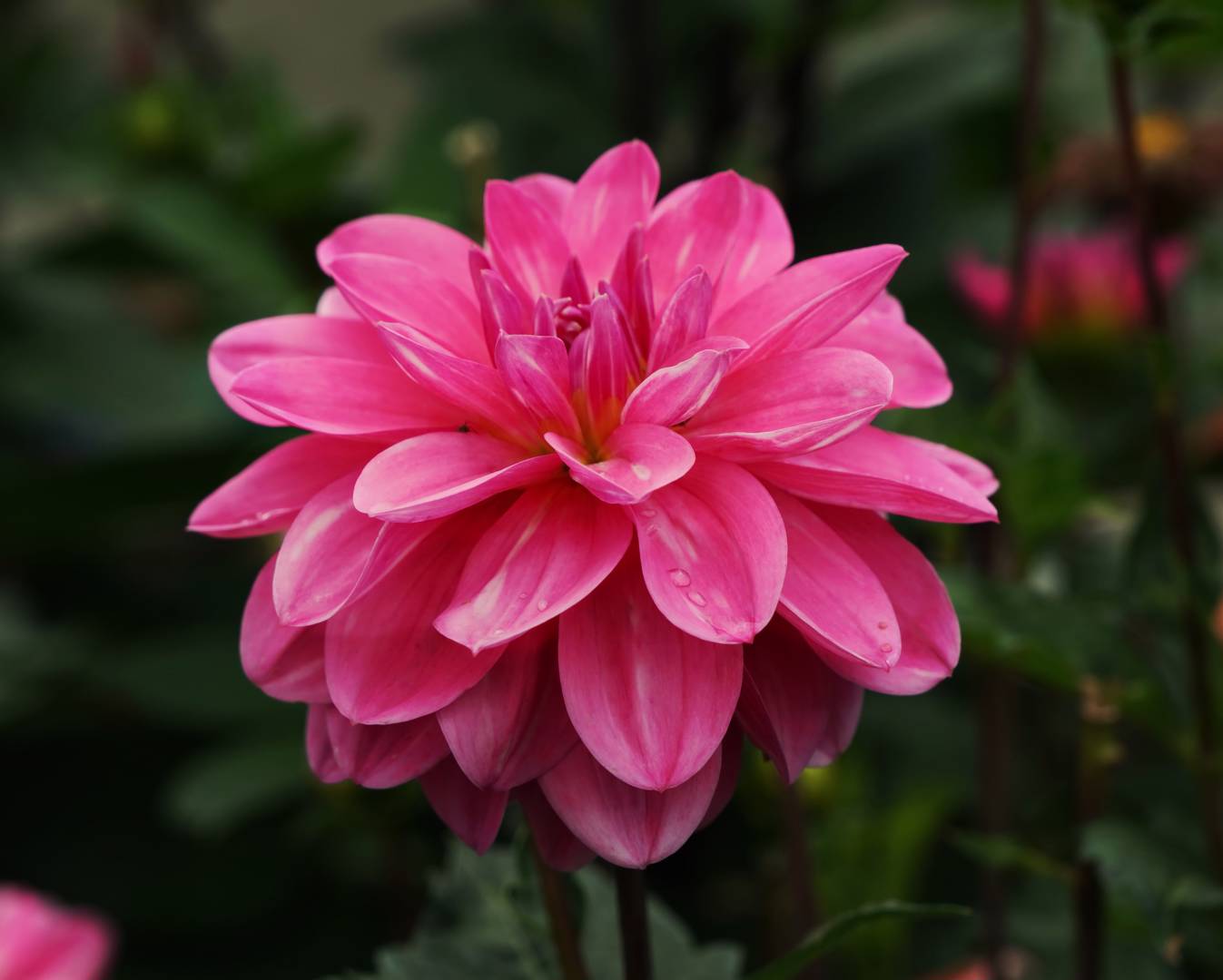 Oh!Garden - Dahlia Onesta