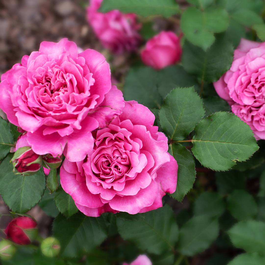 Oh!Garden - Ros Agnes Schillinger