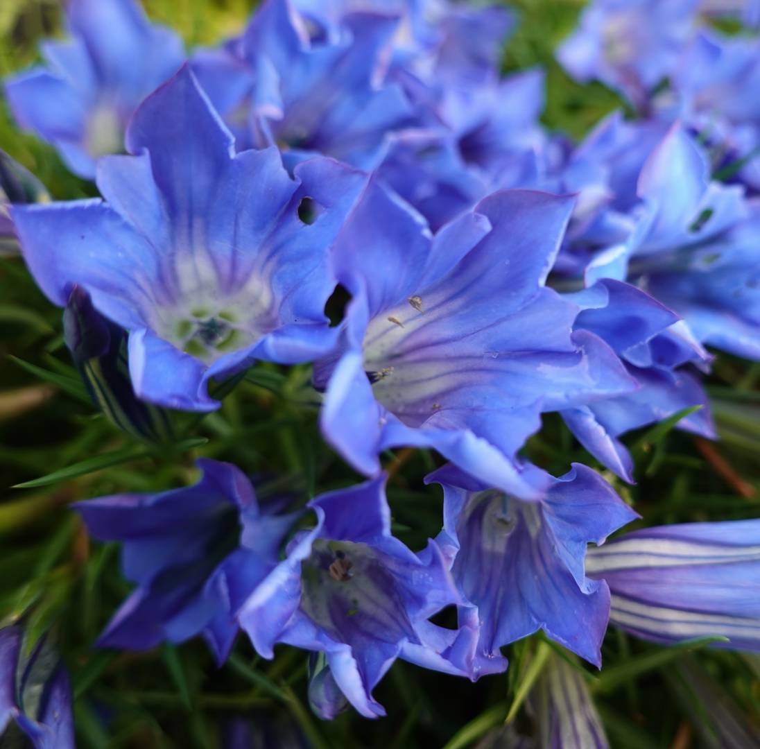 Oh!Garden - Höstgentiana