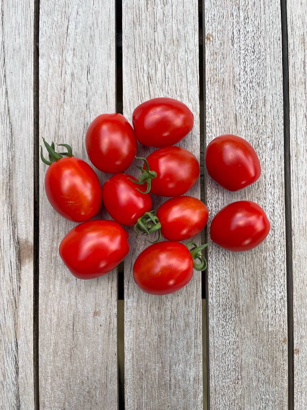 Oh!Garden - Tomat Kalami