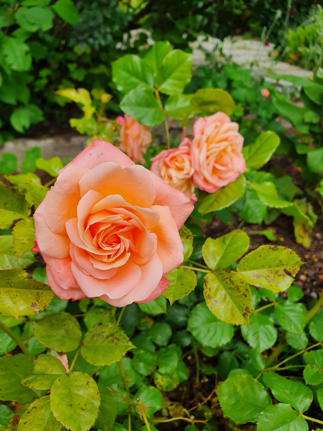 Oh!Garden - Ros Kalmar