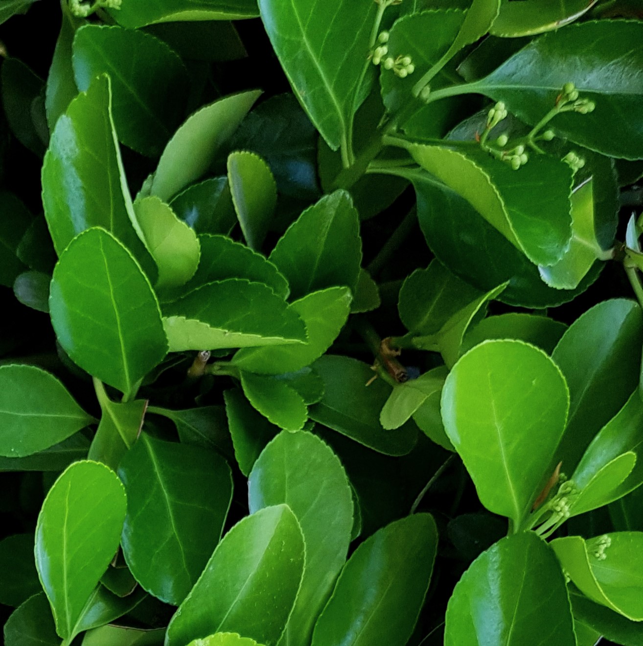 Oh!Garden - Japansk Benved Green Rocket