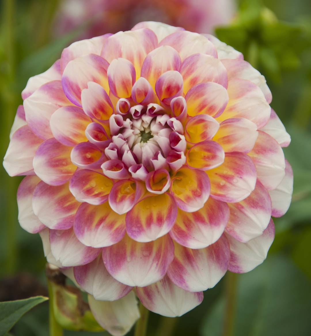 Oh!Garden - Dahlia Hawaii