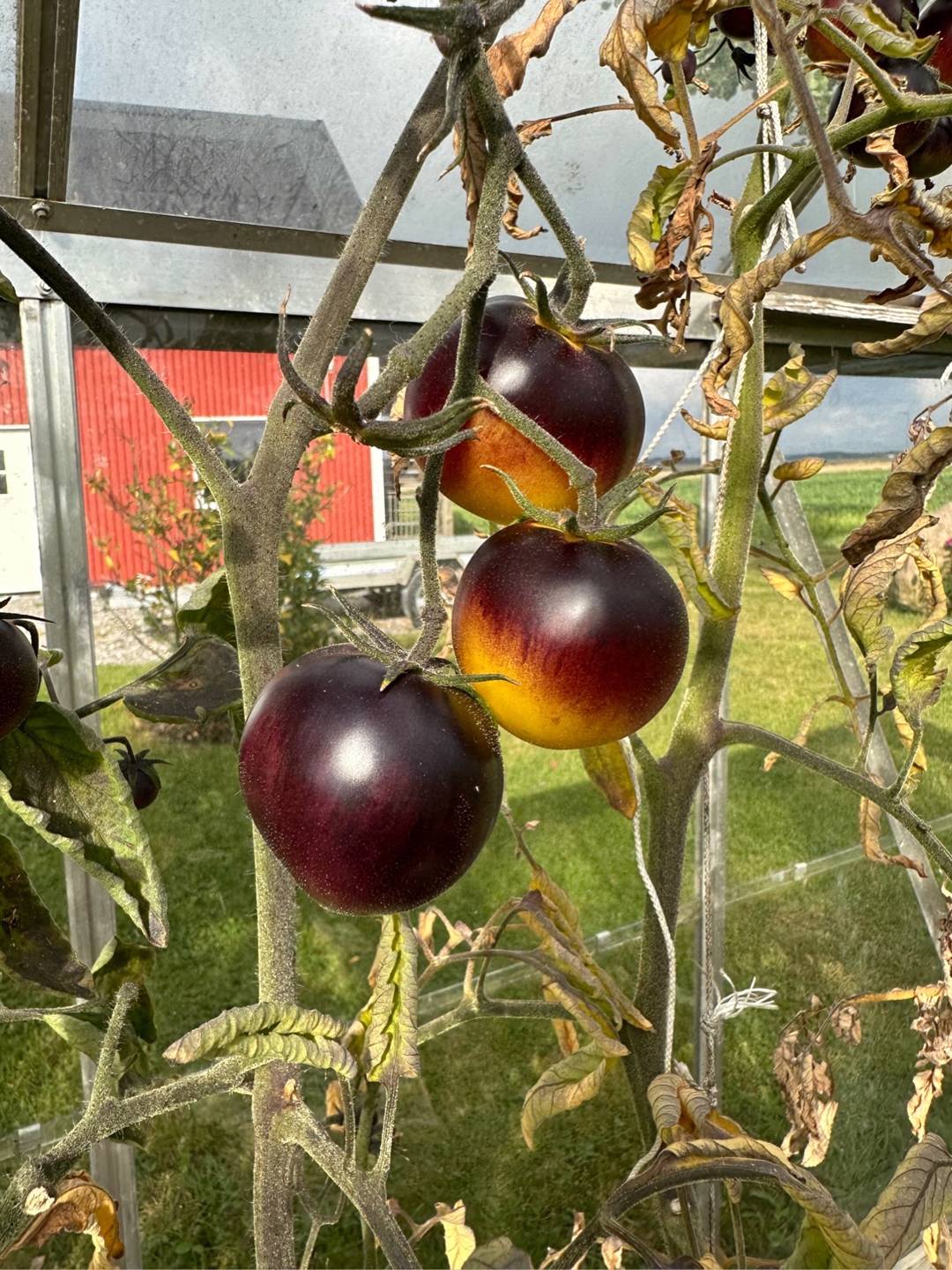 Oh!Garden - Tomat Great White x P20