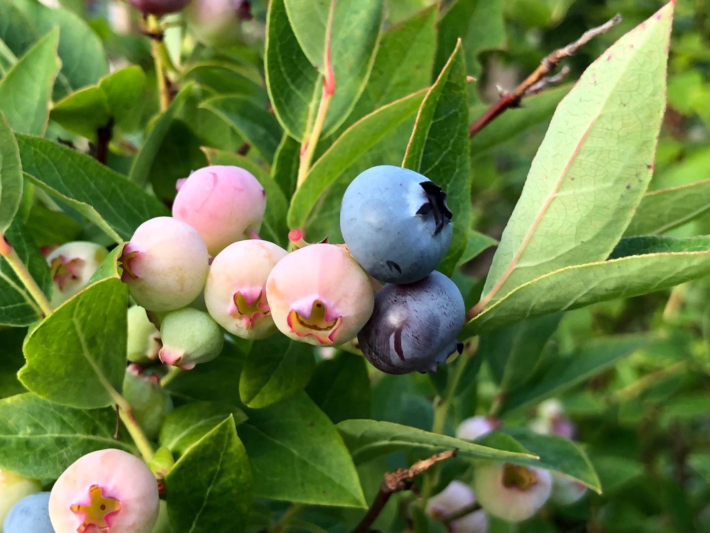Oh!Garden - Amerikanskt Blåbär Birgitta Blue
