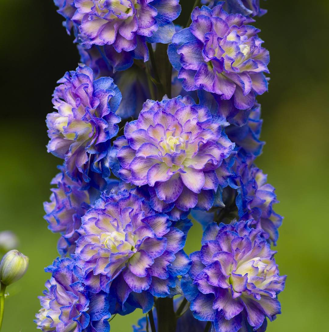 Oh!Garden - Trädgårdsriddarsporre Highlander Bolero