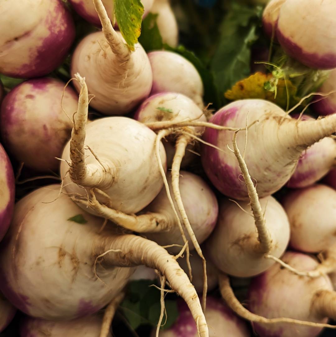 Oh!Garden - Majrova Purple Top White Globe