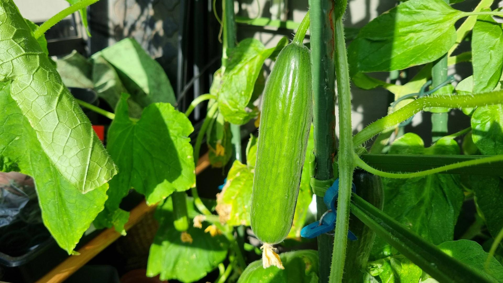 Oh!Garden - Minigurka Baby F1