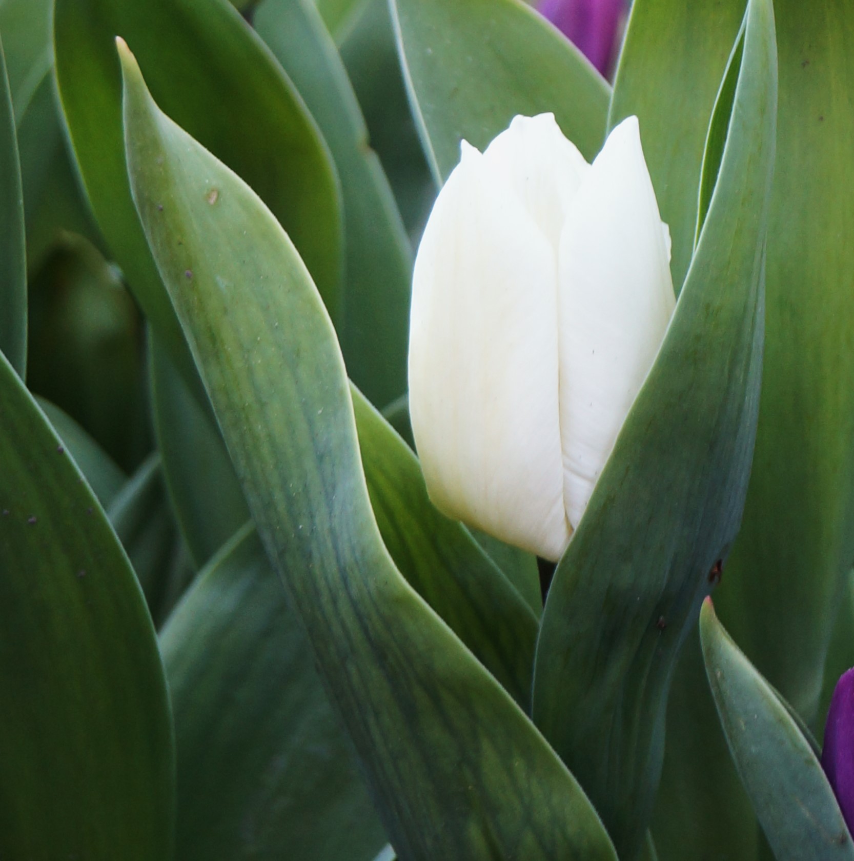 Oh!Garden - Tulpan Wildhof