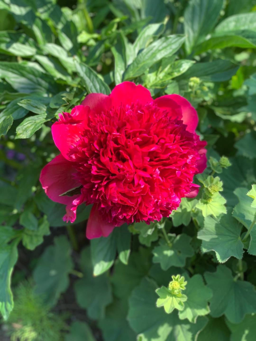 Oh!Garden - Pion Red Charm