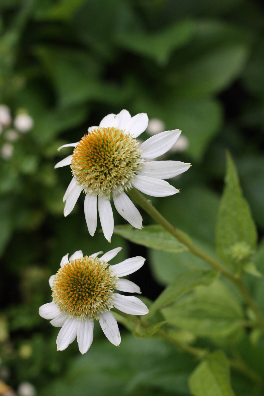 Oh!Garden - Solhatt Milkshake