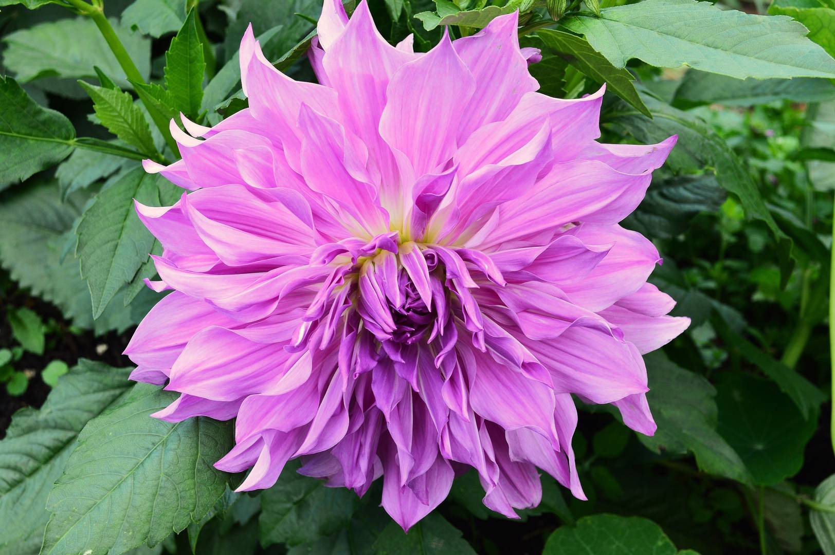 Oh!Garden - Dahlia Lavender Ruffles