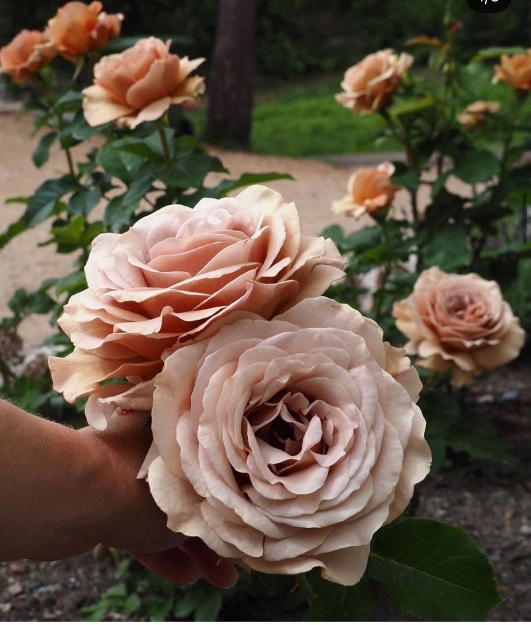 Oh!Garden - Ros Mokarosa