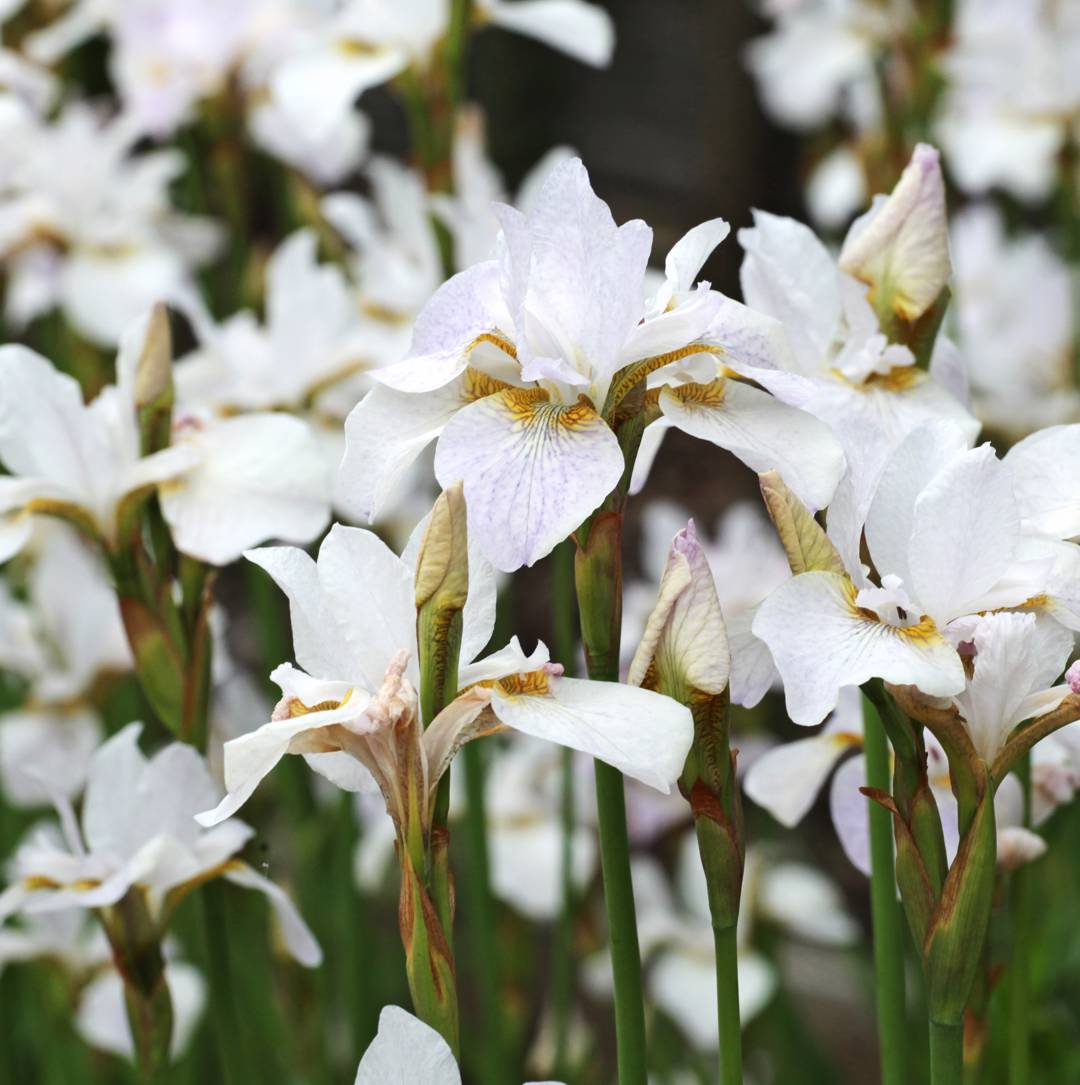 Oh!Garden - Strandiris Not Quite White