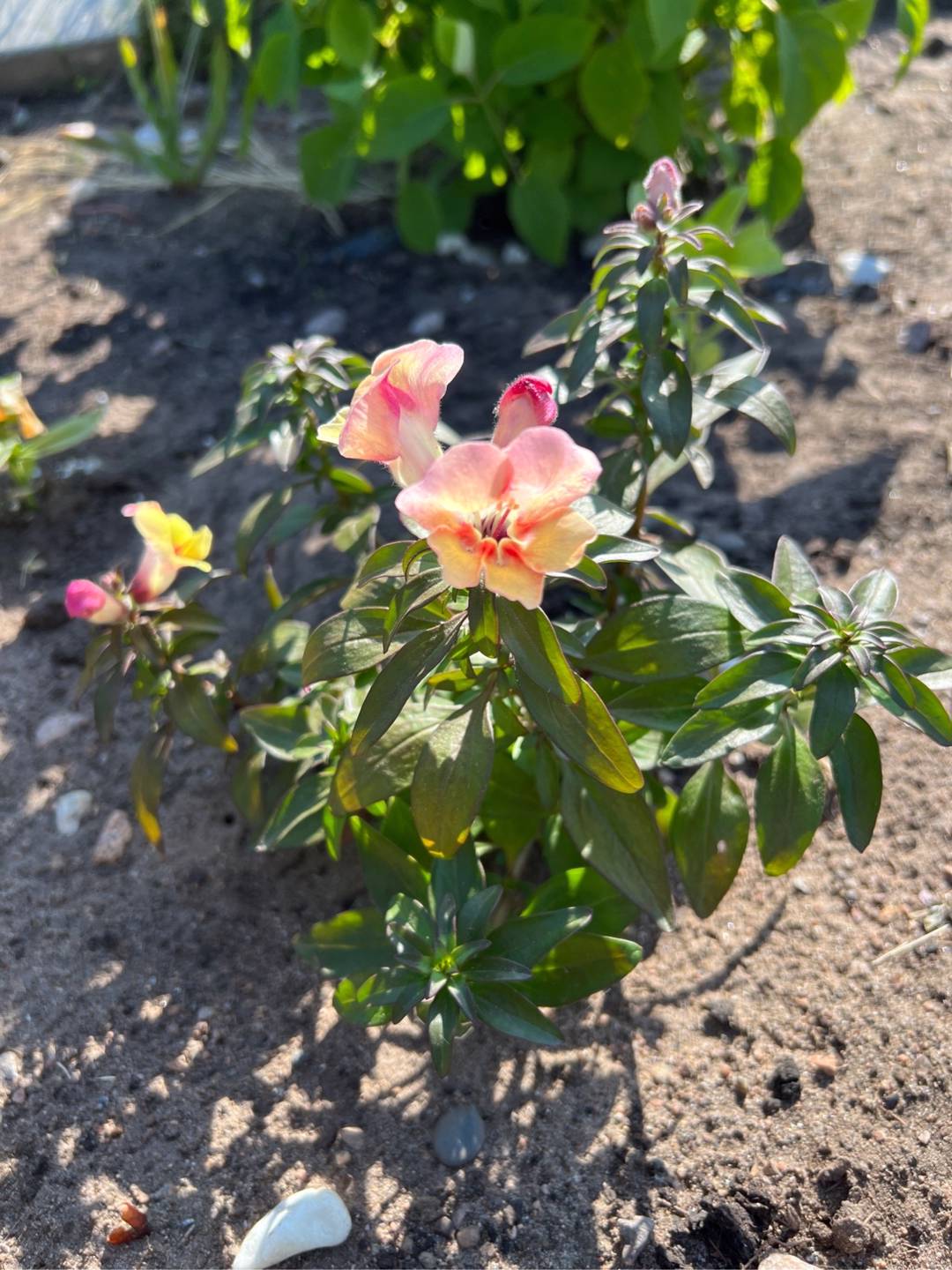 Oh!Garden - Lejongap Antirinca Copper Apricot