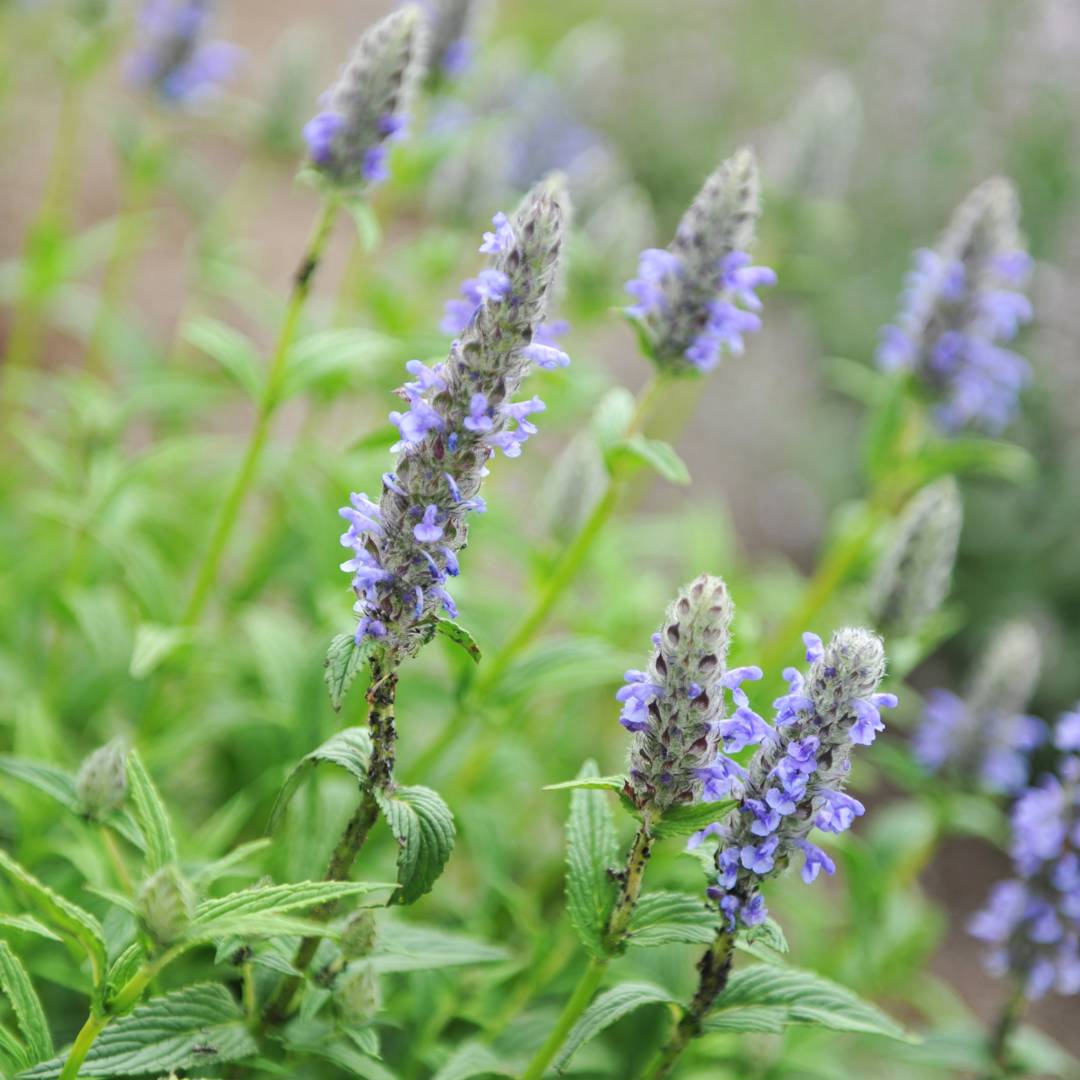 Oh!Garden - Nepeta Blue Moon
