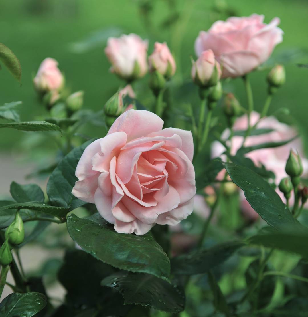 Oh Garden Ros Astrid Lindgren