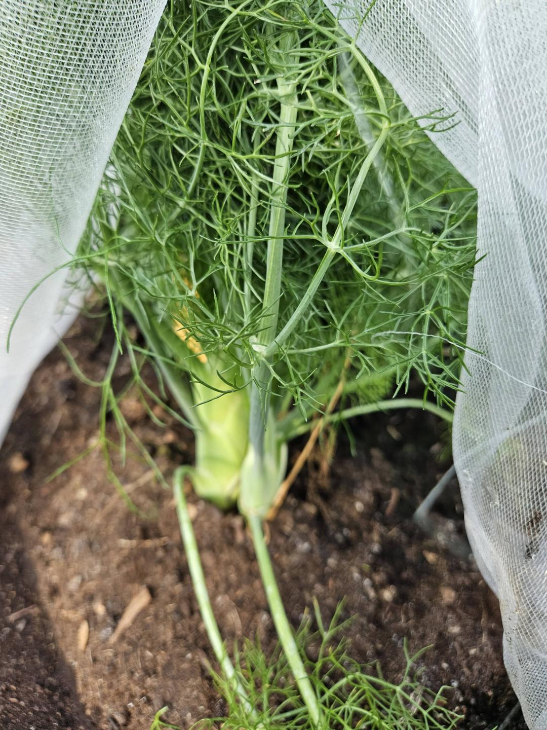 Oh!Garden - Sötfänkål Romy