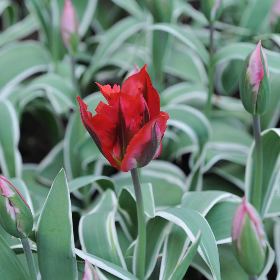 Oh!Garden - Tulpan Esperanto
