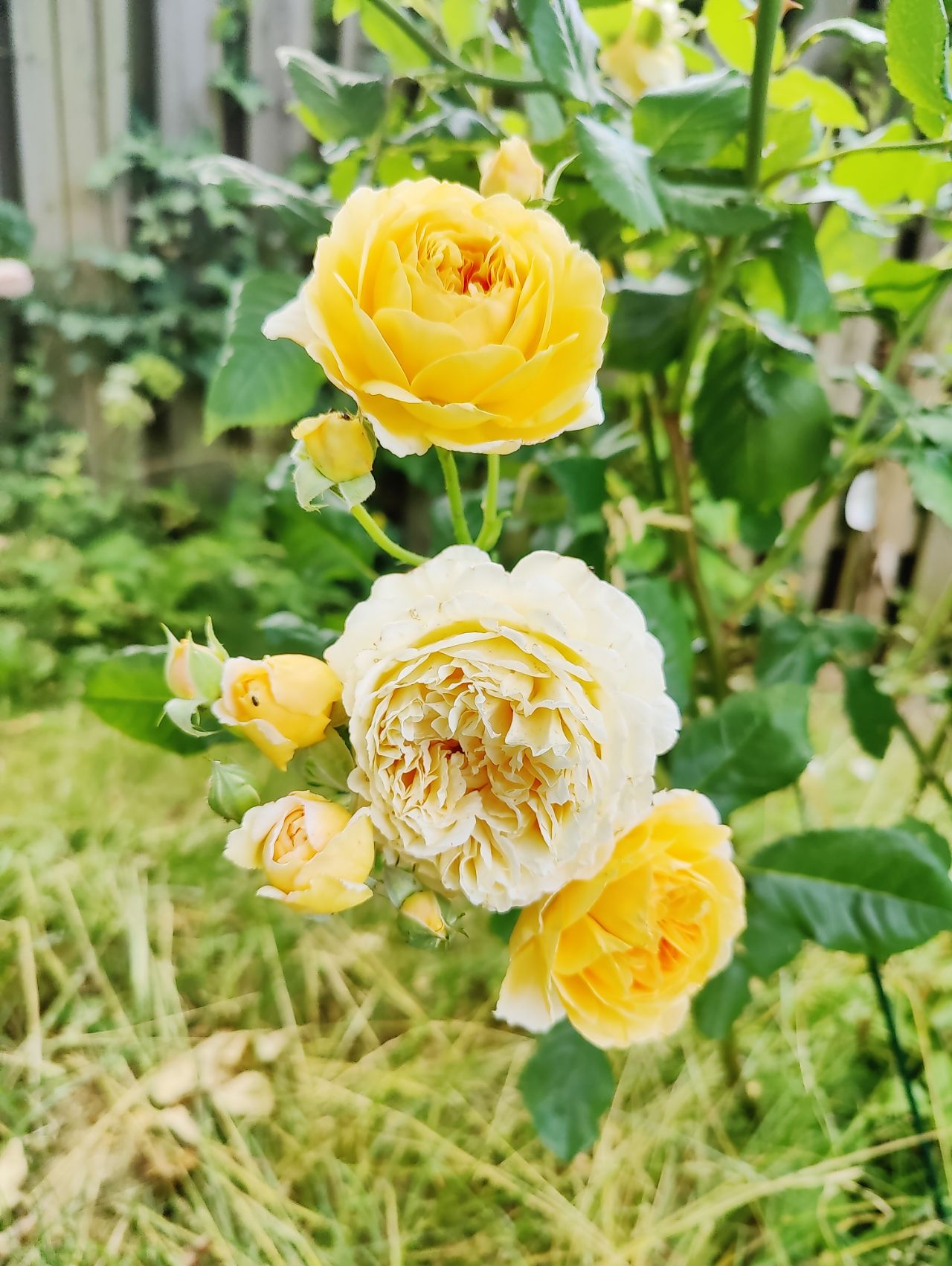 Oh!Garden - Ros Sophia Renaissance