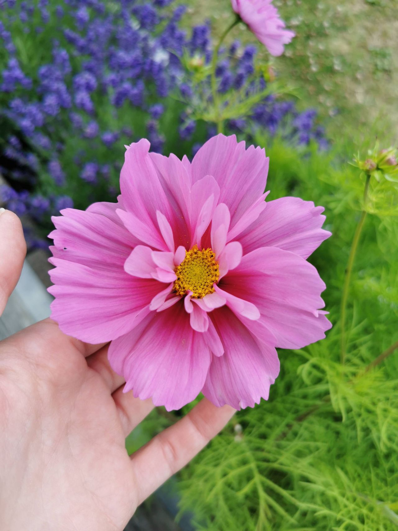 Oh!Garden - Rosenskära Fizzy Pink Dark Center