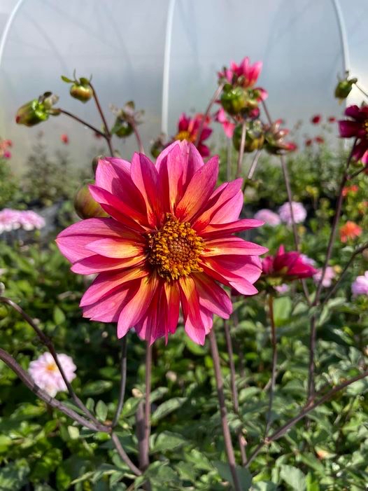Oh!Garden - Dahlia Princess Nadine