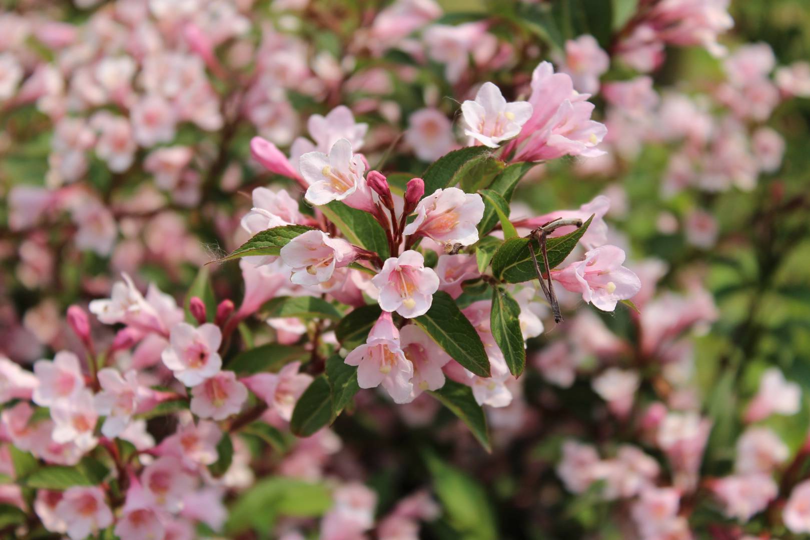 Oh!Garden - Prakttry