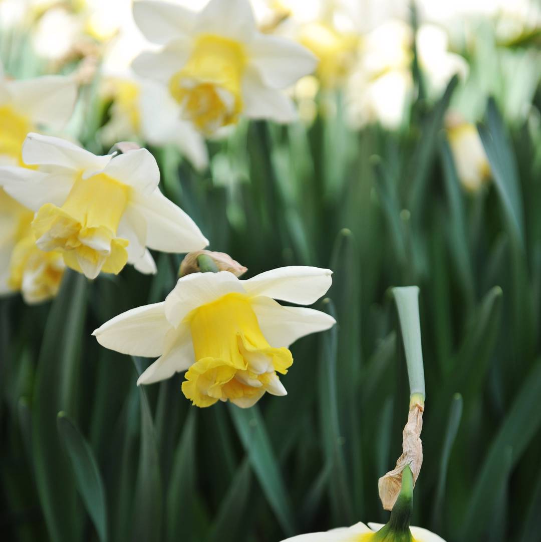 Oh!Garden - Narciss Popeye