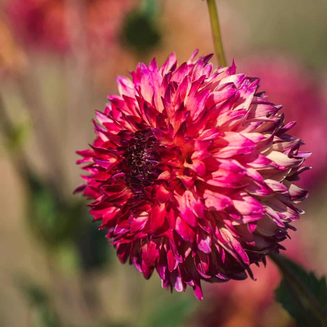 Oh!Garden - Dahlia Aiyana