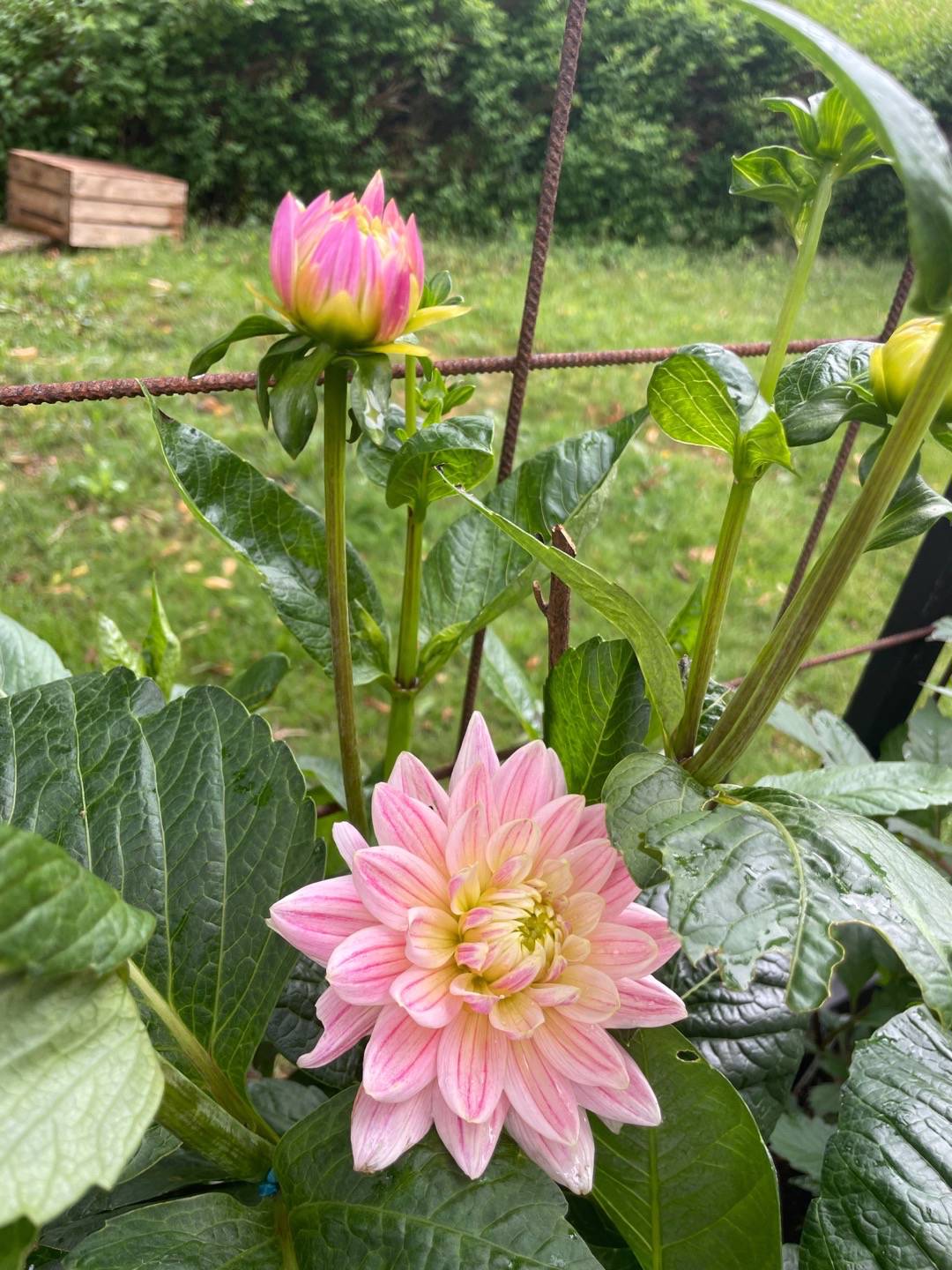 Oh!Garden - Dahlia Pink Magic