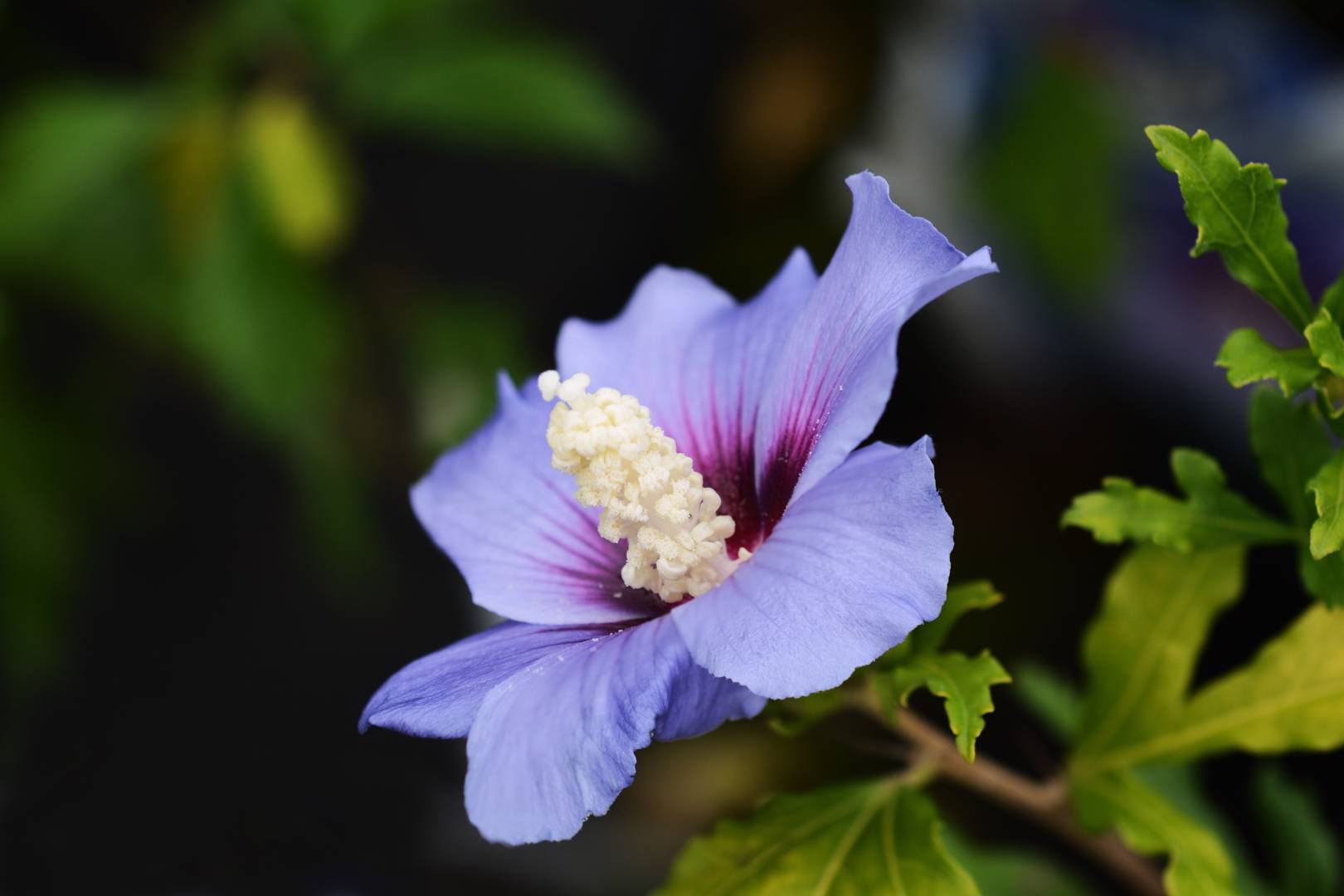 Oh Garden Frilandshibiskus Blue Bird