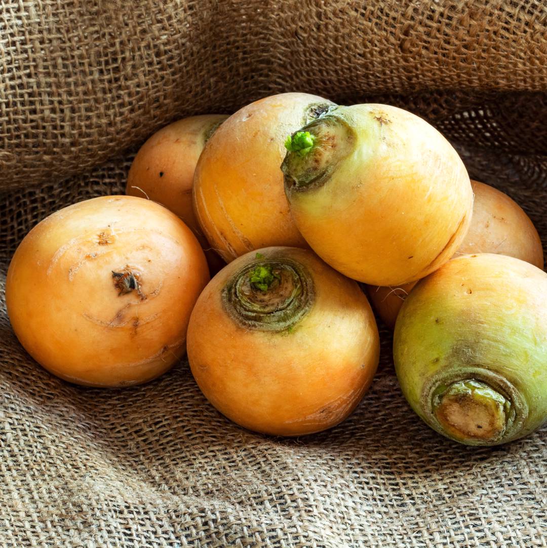 Oh!Garden - Majrova Golden Ball