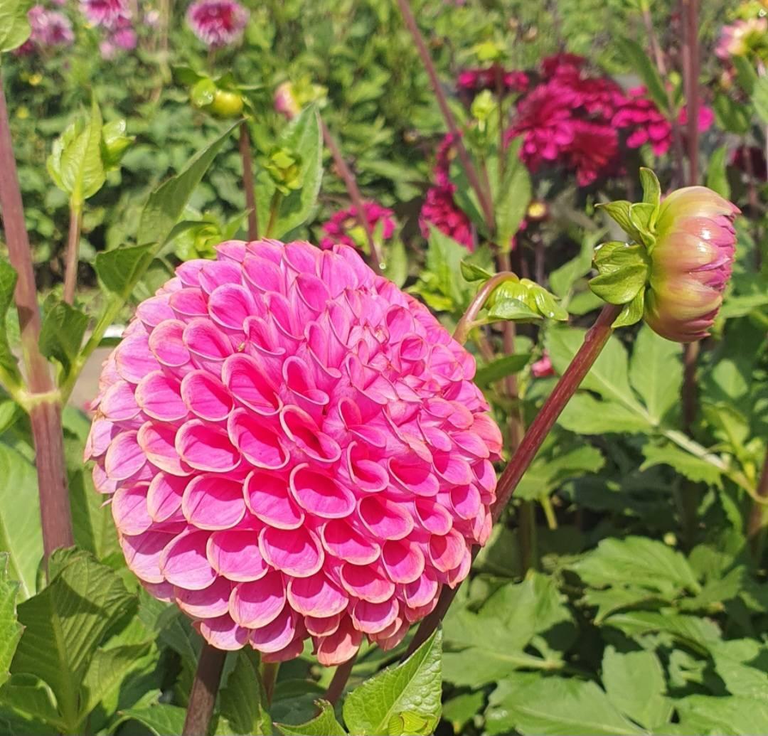 Oh!Garden - Dahlia Isabel
