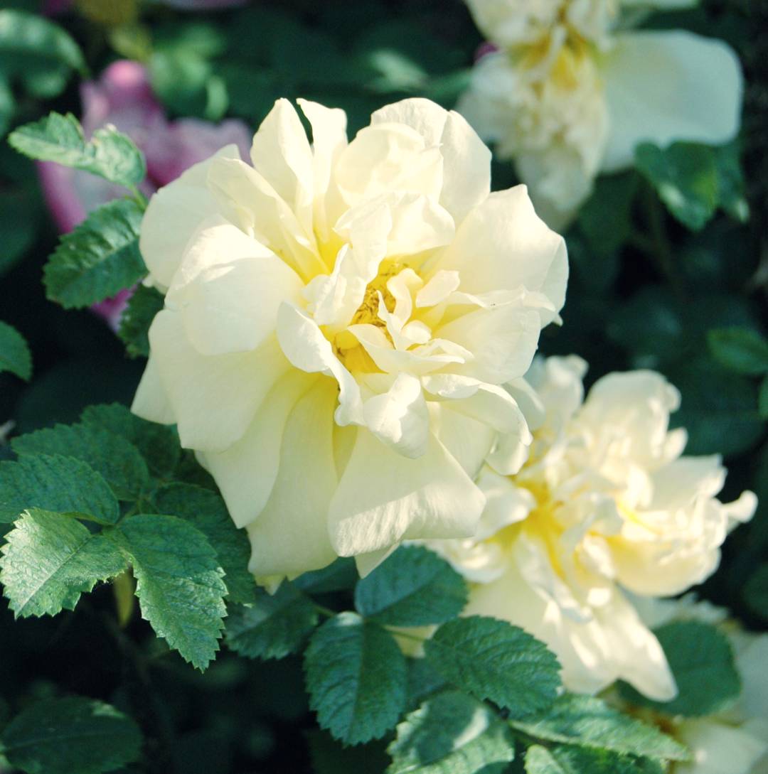 Oh!Garden - Ros Agnes