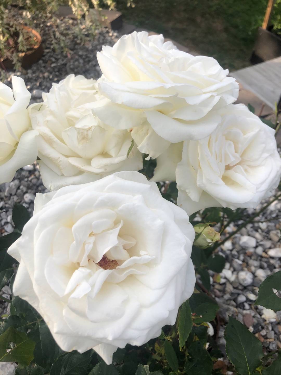 Oh!Garden - Ros Karen Blixen