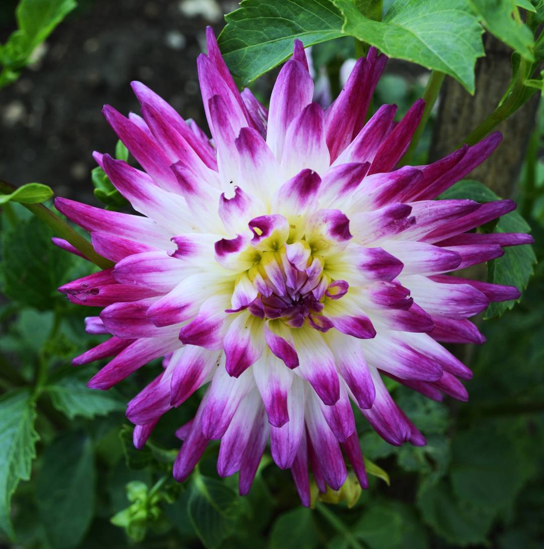 Oh!Garden - Dahlia Veritable