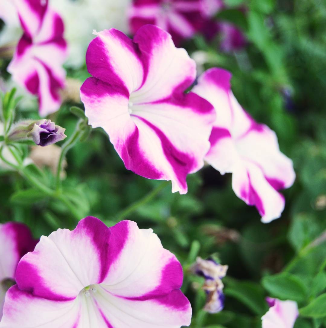 Oh!Garden - Petunia Success! HD Rose Star