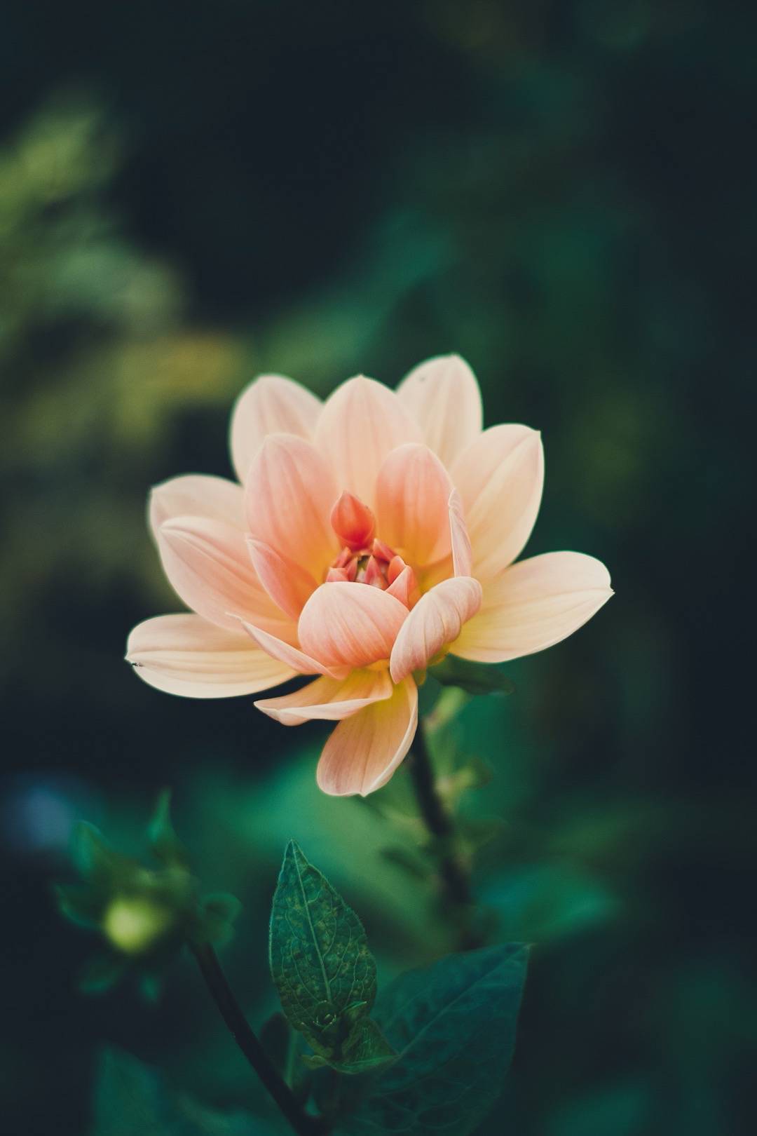 Oh!Garden - Dahlia Yvonne