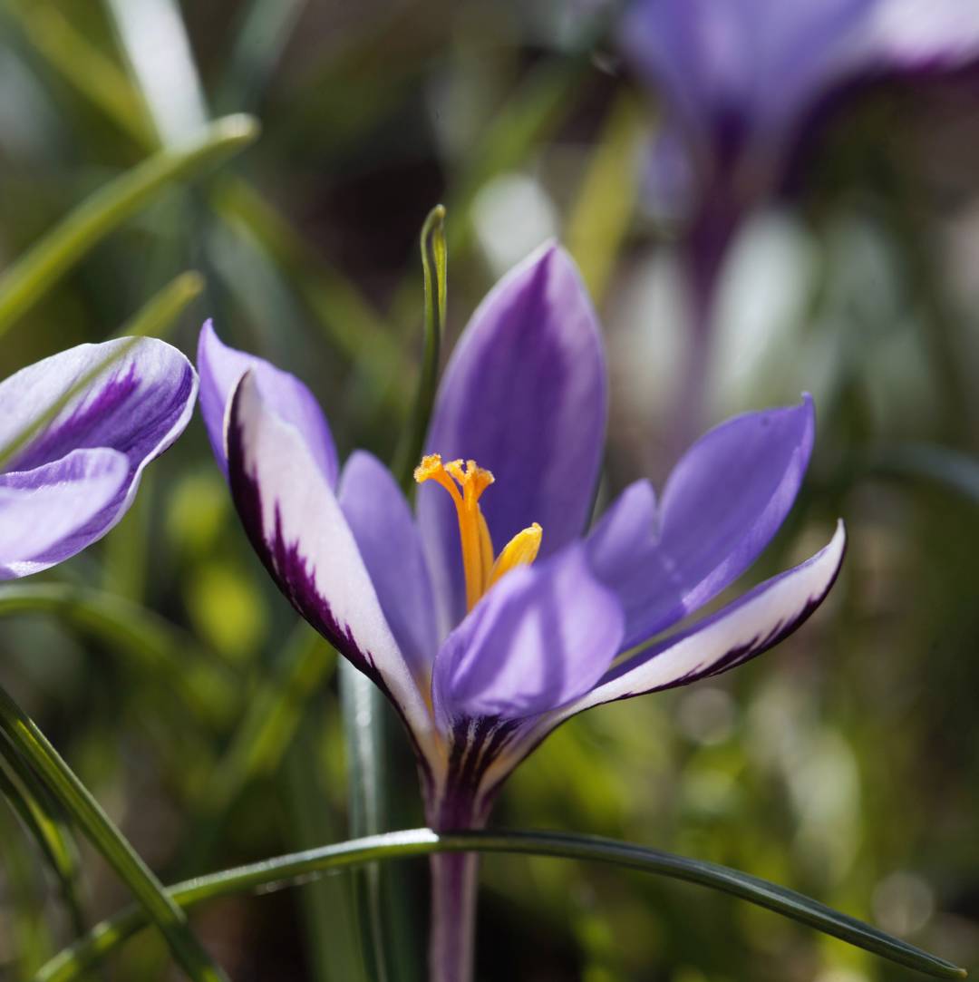 Oh!Garden - Krokus Spring Beauty