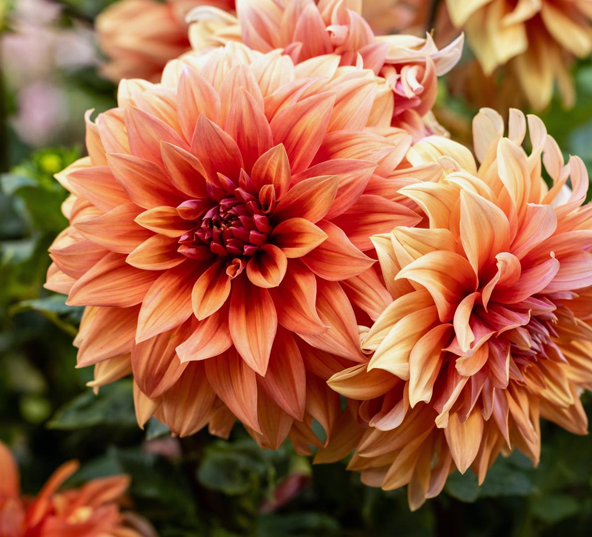Oh!Garden - Dahlia Color Spectacle